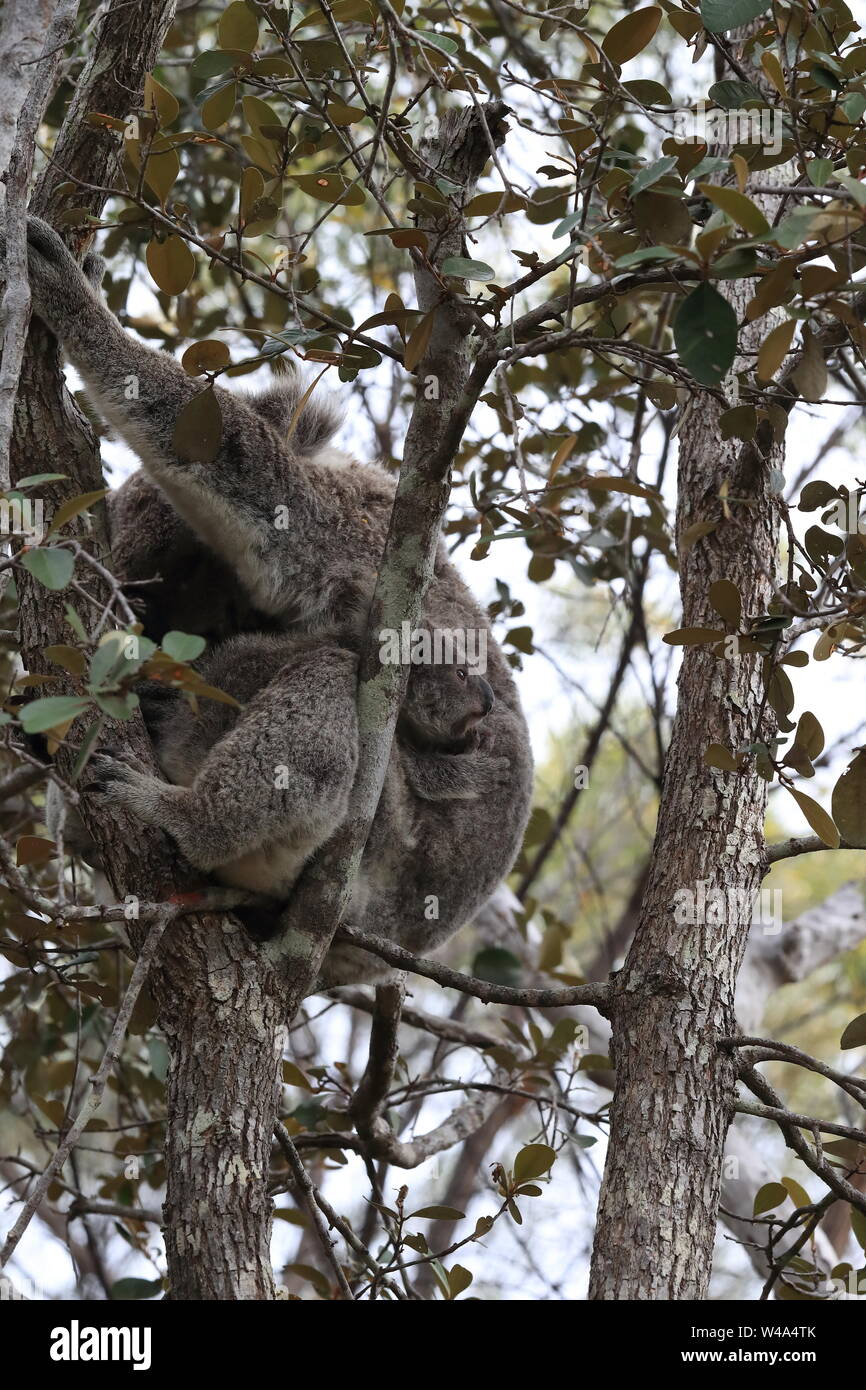 A baby koala and mother sitting in a gum tree on Magnetic Island ...