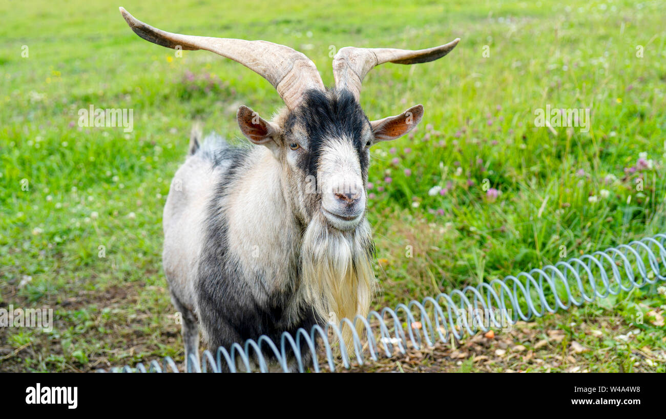 Pet adult male goat on the farm Stock Photo - Alamy