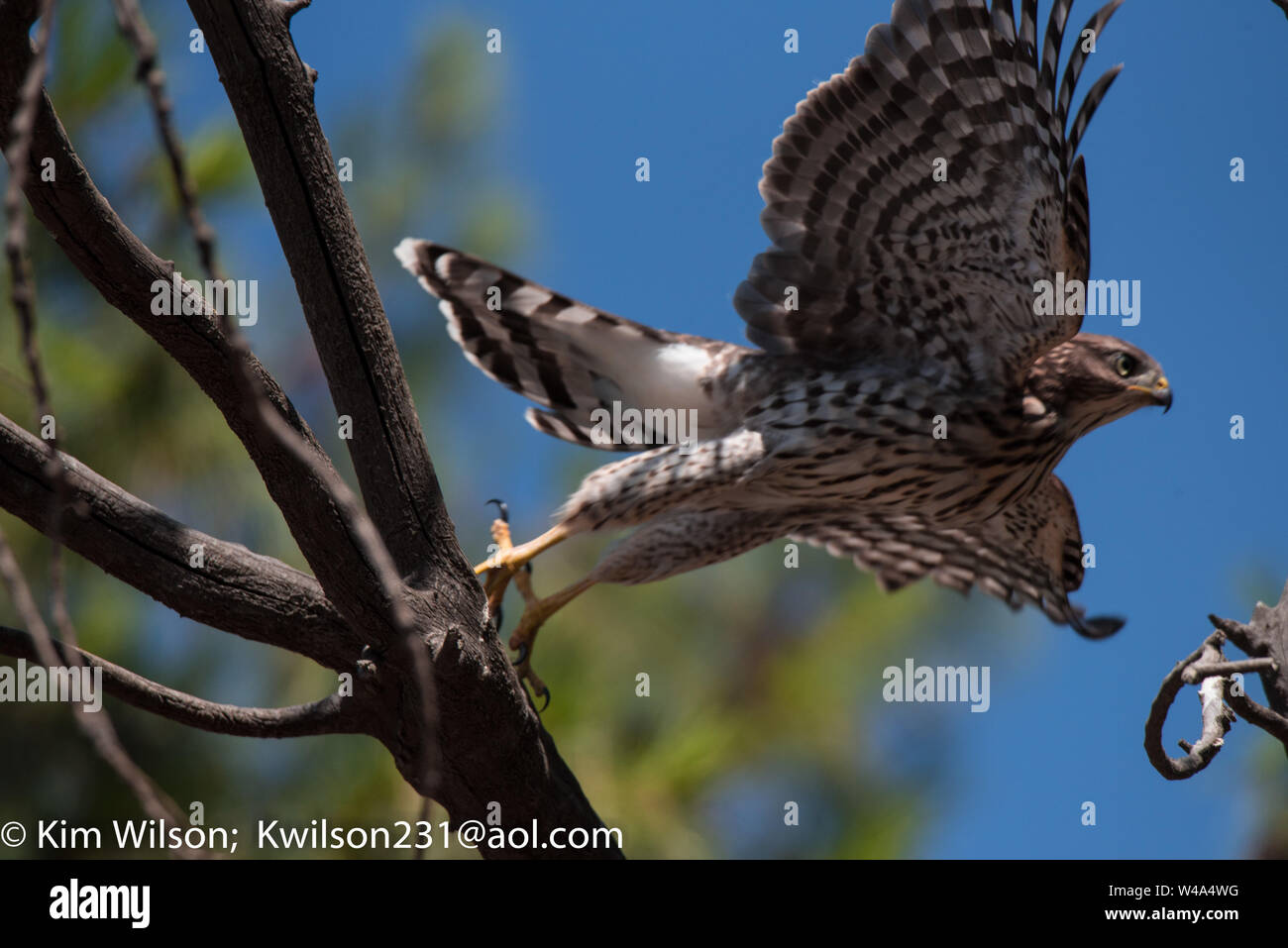 Cooper hawk taking flight Stock Photo - Alamy