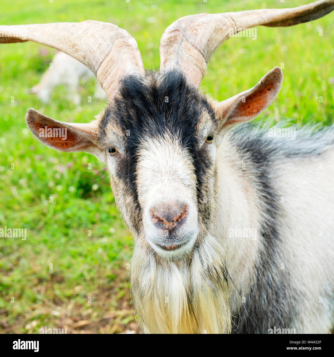 Cute Pic Of Male Goat