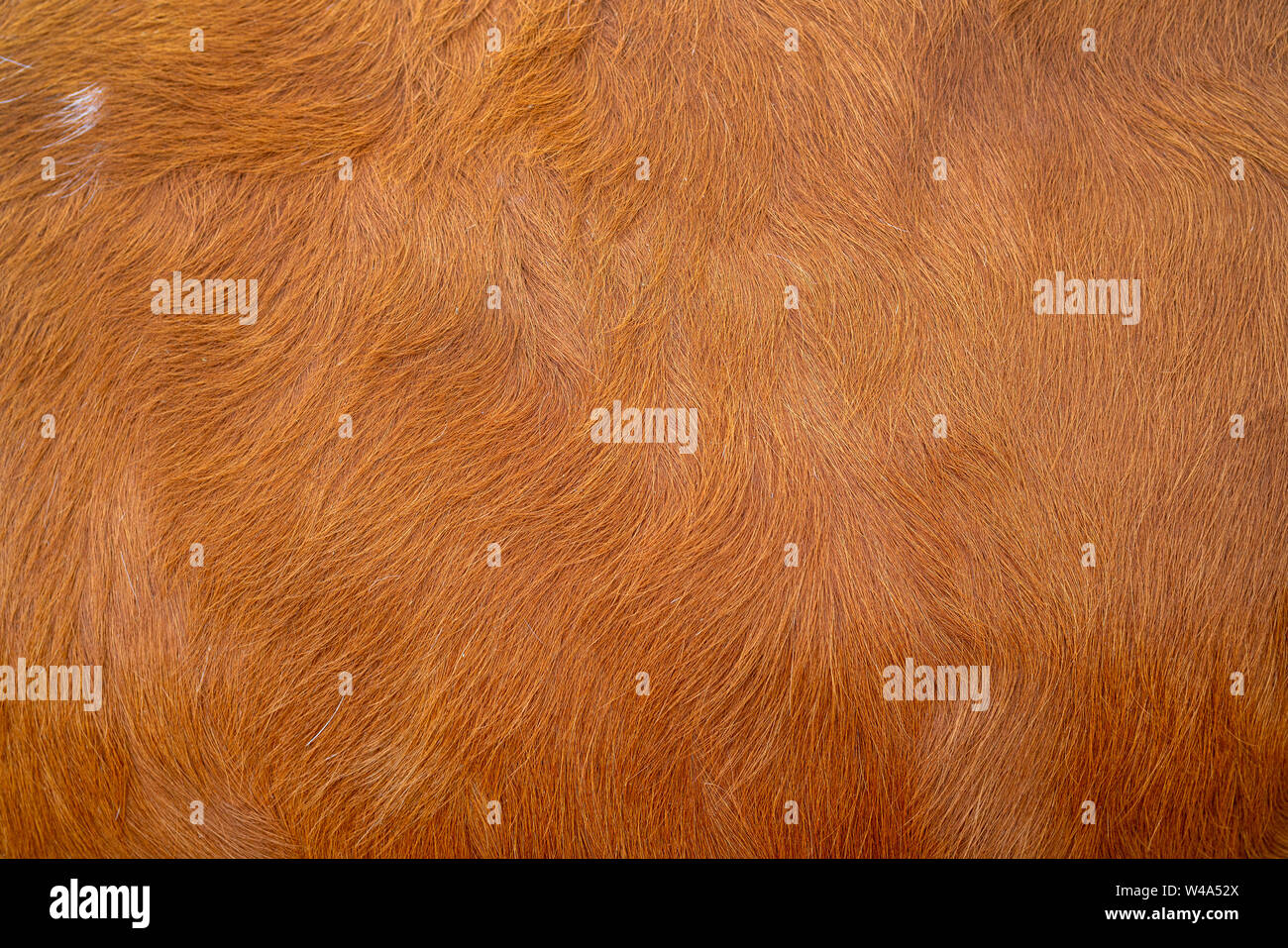 Brown cow skin texture. Agriculture. Smooth surface Stock Photo - Alamy