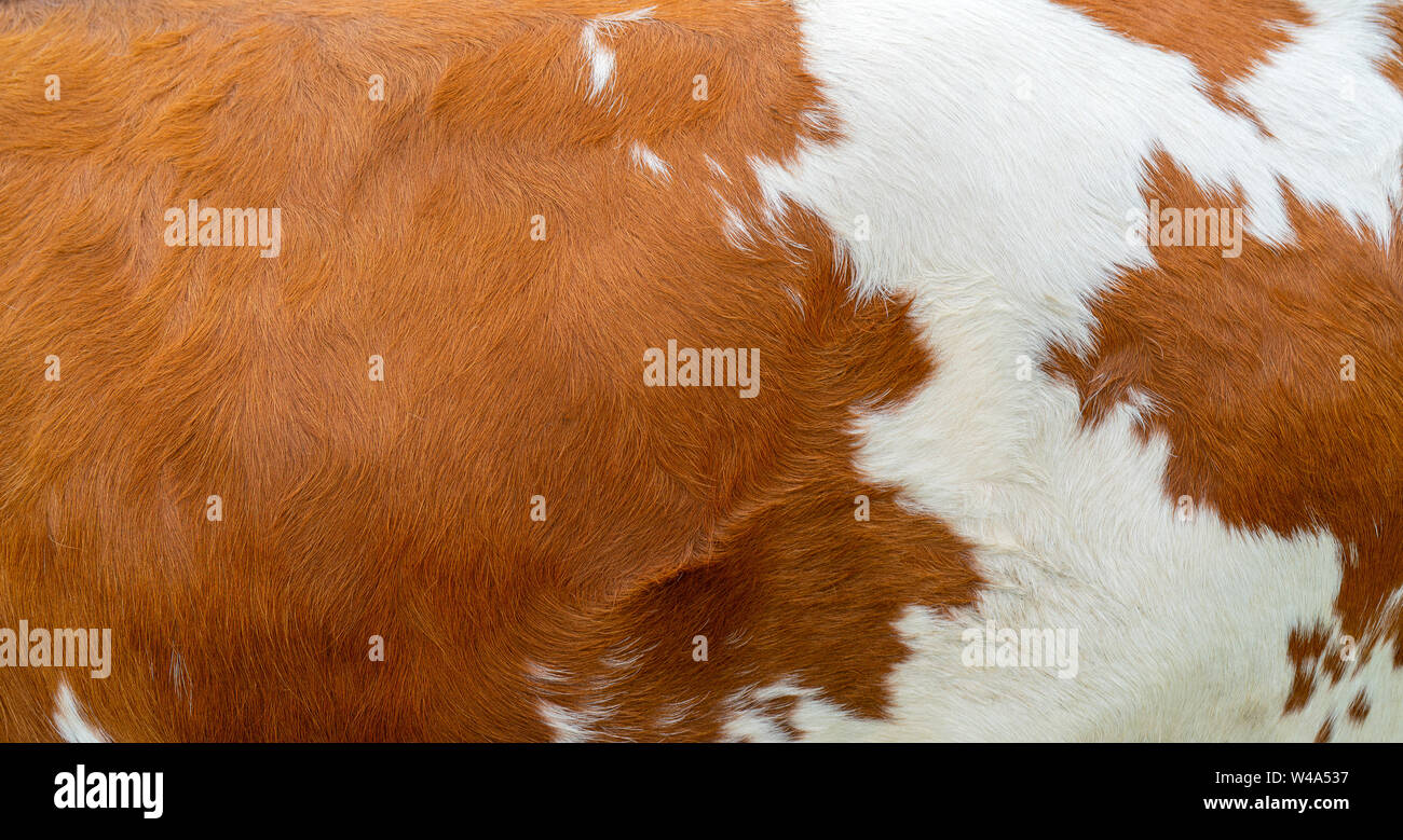 Brown cow skin texture. Agriculture. Smooth surface Stock Photo - Alamy