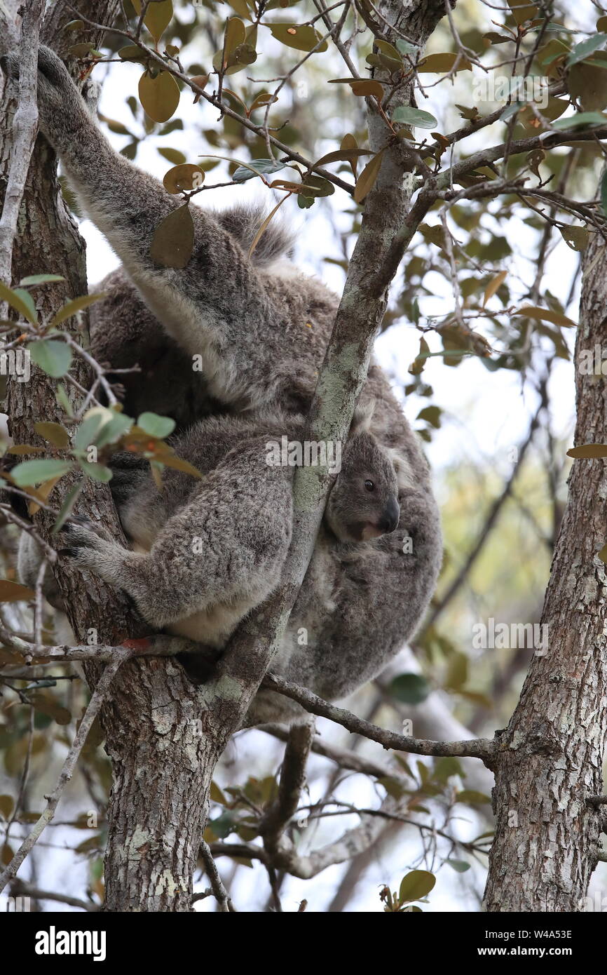 A baby koala and mother sitting in a gum tree on Magnetic Island ...