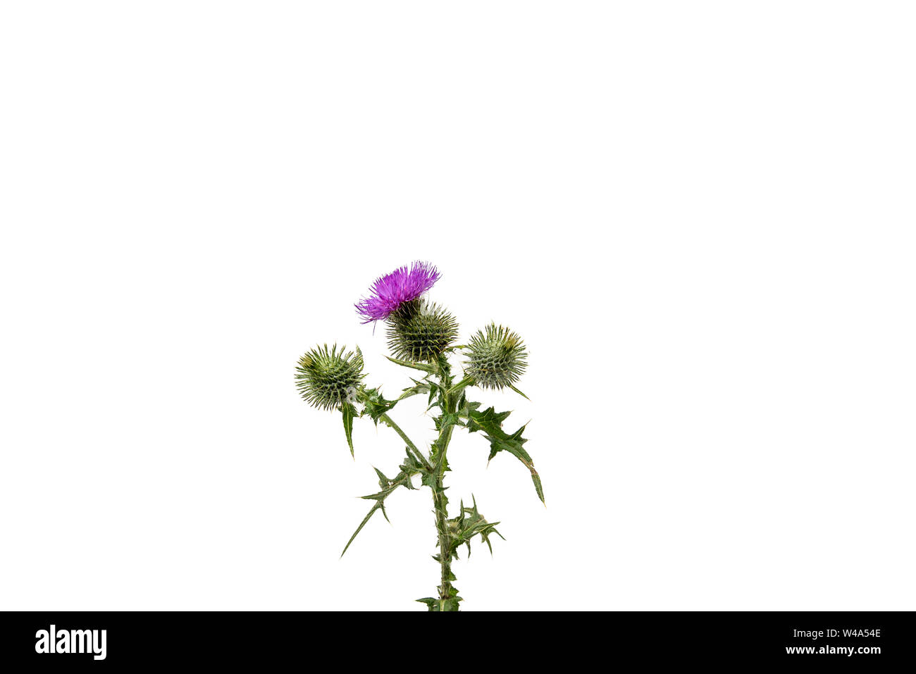 A small isolated Thistle with stem and leaves weighted to the centre of ...
