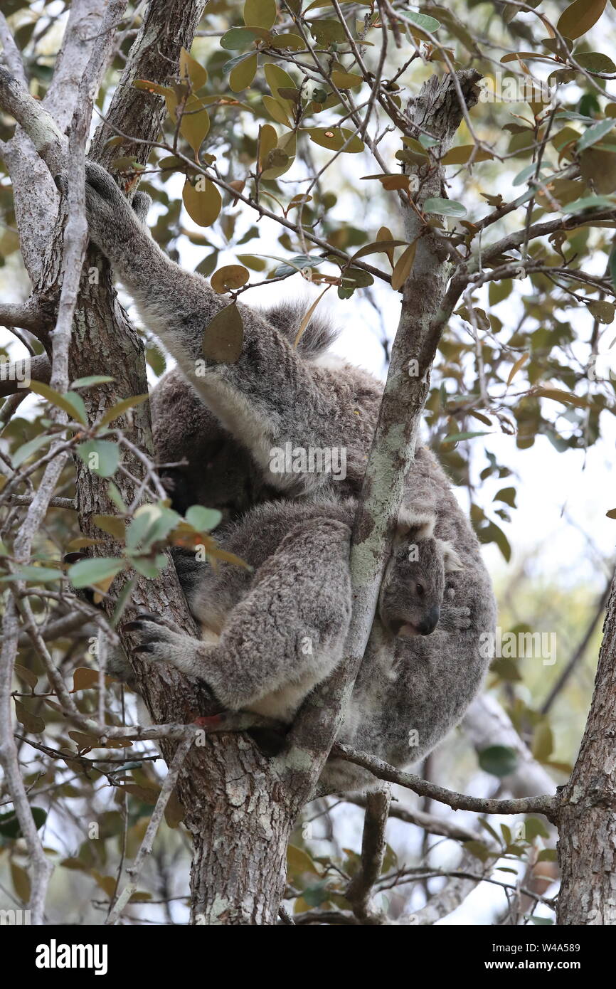 A baby koala and mother sitting in a gum tree on Magnetic Island ...