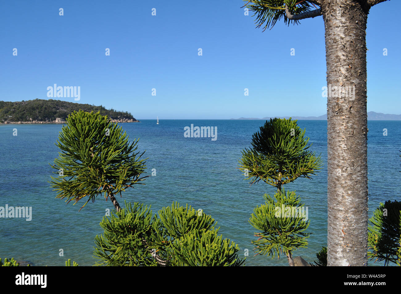 Hoop pine hi-res stock photography and images - Alamy