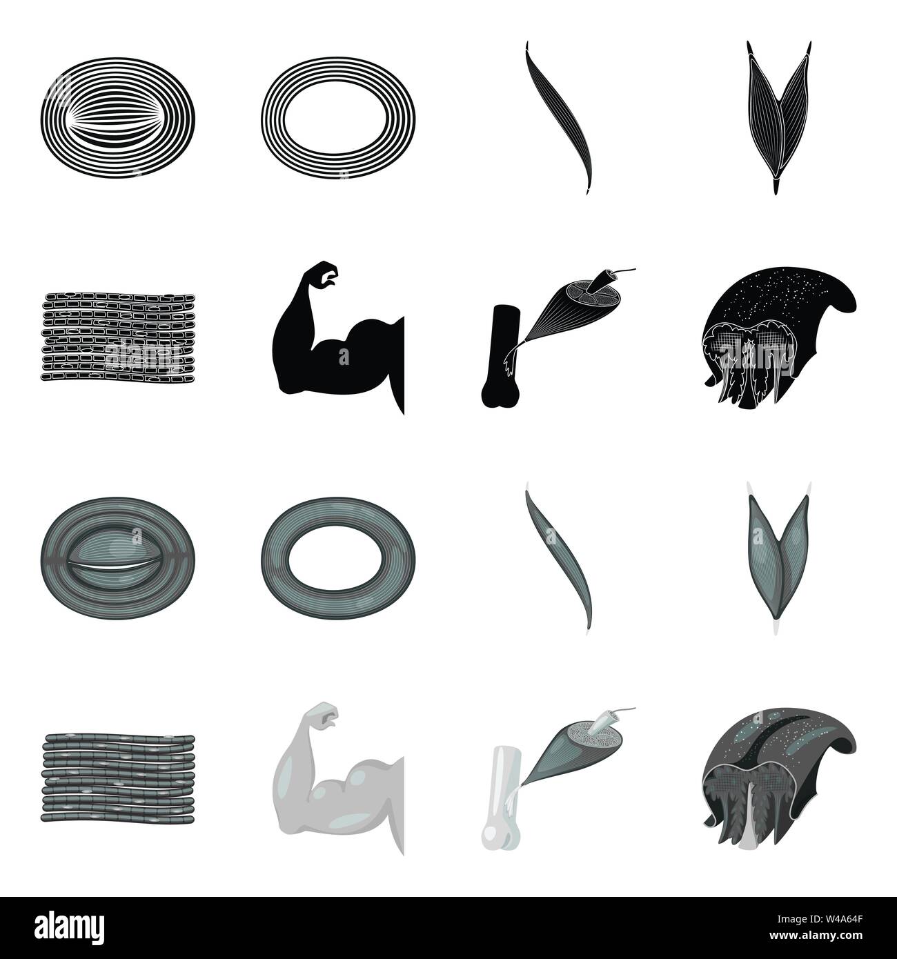 Vector illustration of fiber and muscular icon. Set of fiber and body ...