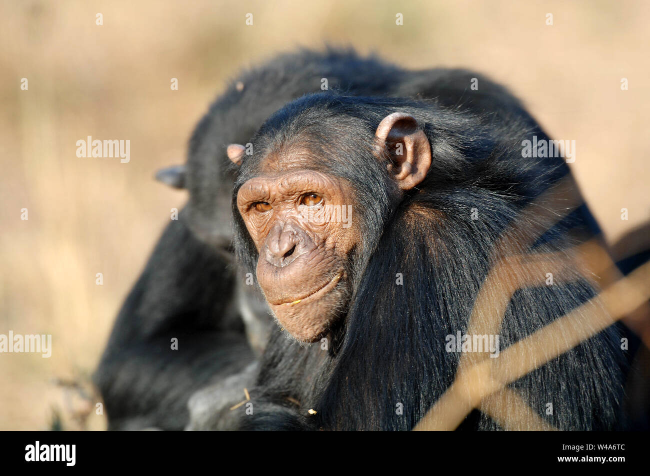 Chimpanzee, Pan troglodytes, Chimfunshi, Zambia Stock Photo - Alamy