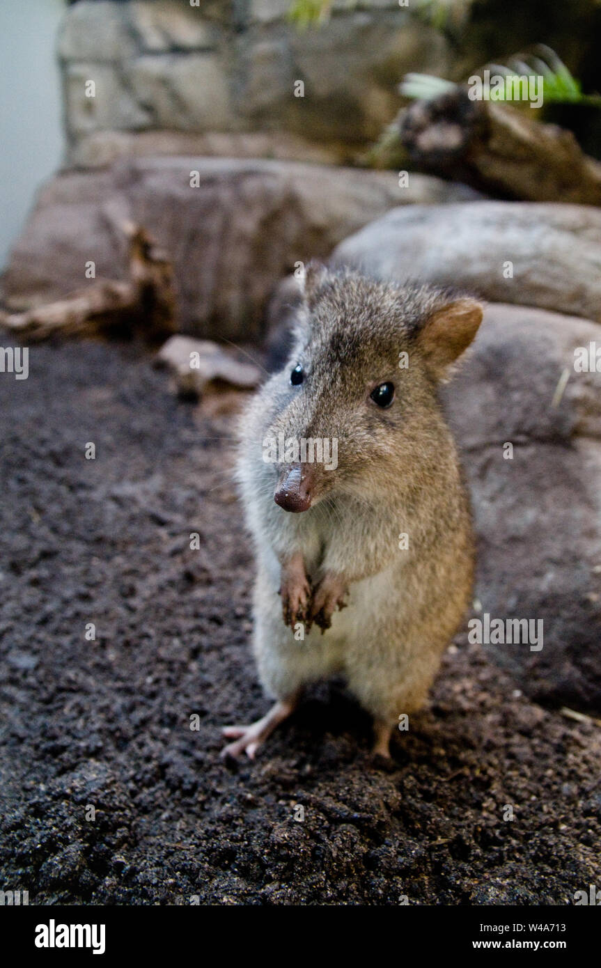 Potoroo hi-res stock photography and images - Alamy