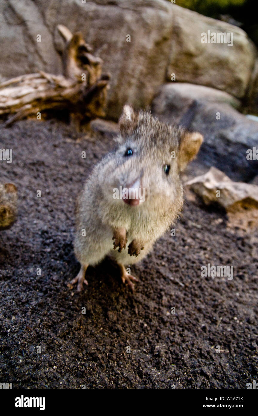 Cute Potoroo looking towards camera Stock Photo - Alamy