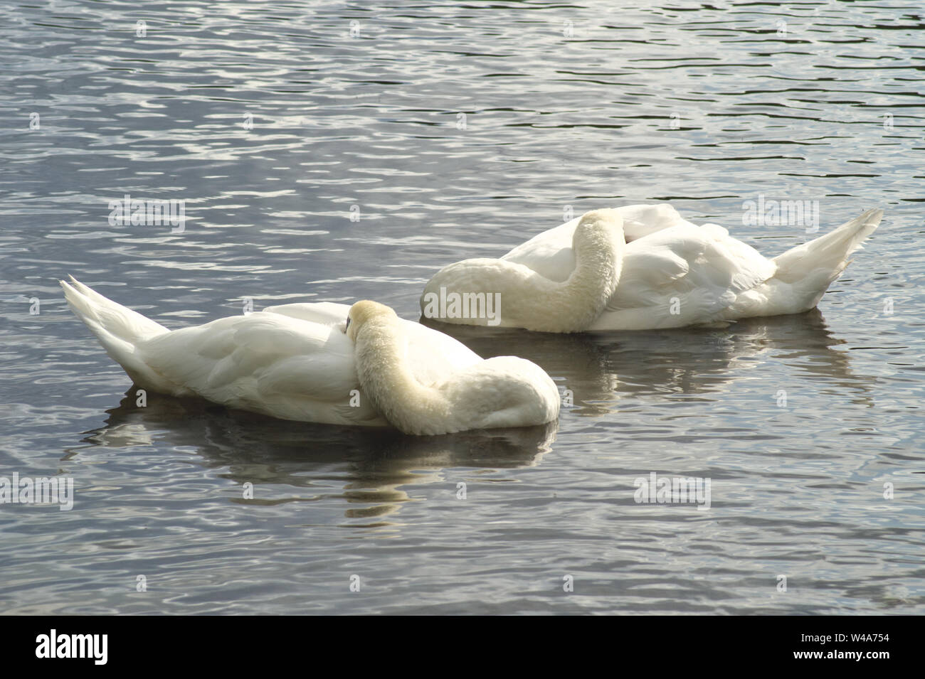 Swan sleeping in water hi-res stock photography and images - Alamy