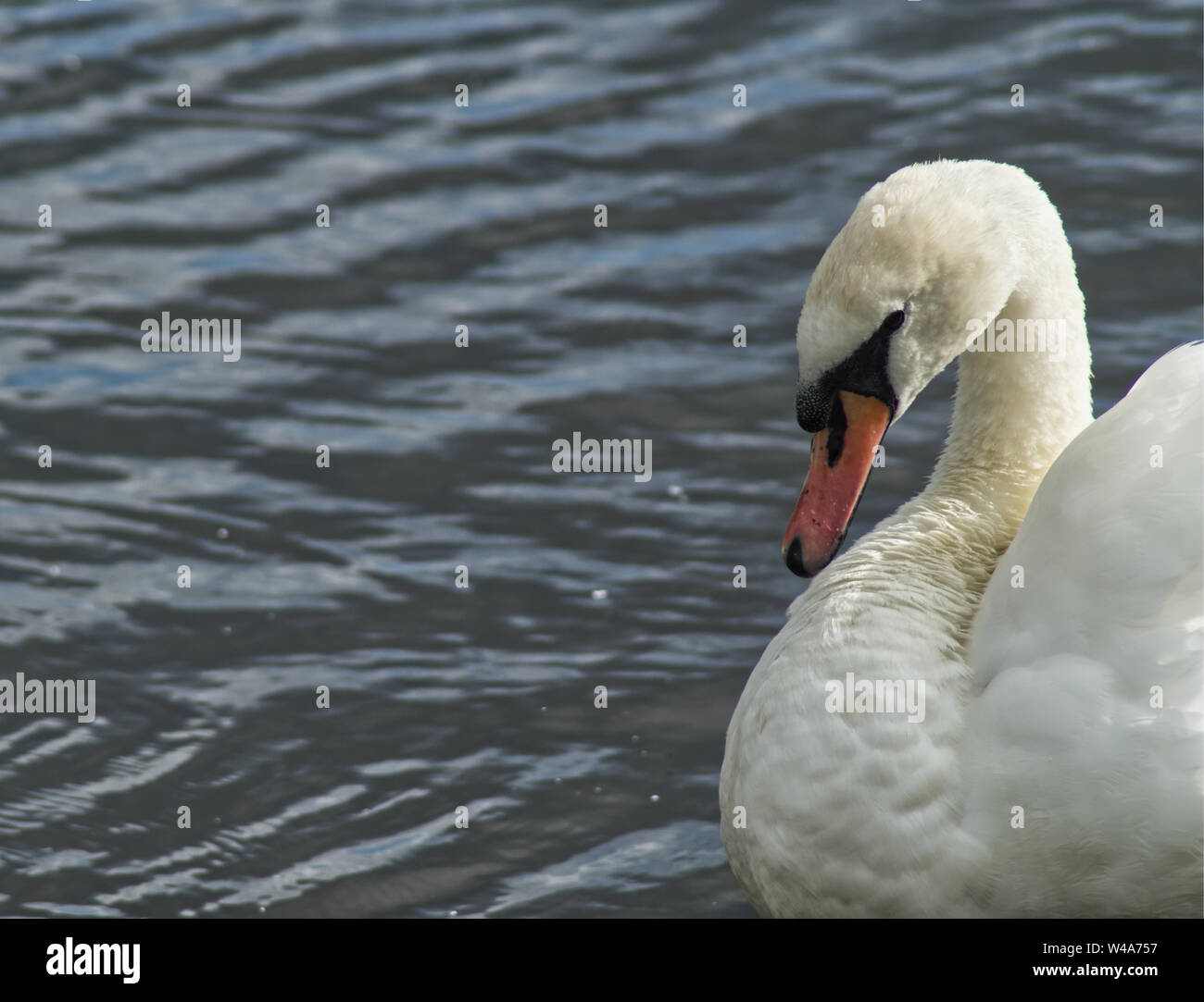 Scottish wildlife white swan hi-res stock photography and images - Alamy