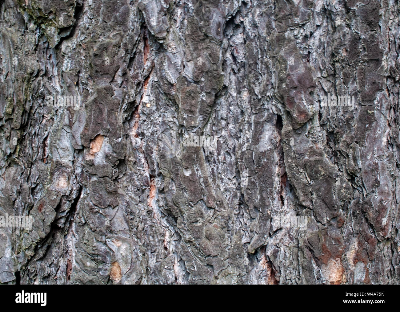 Bark cross section pine hi-res stock photography and images - Alamy
