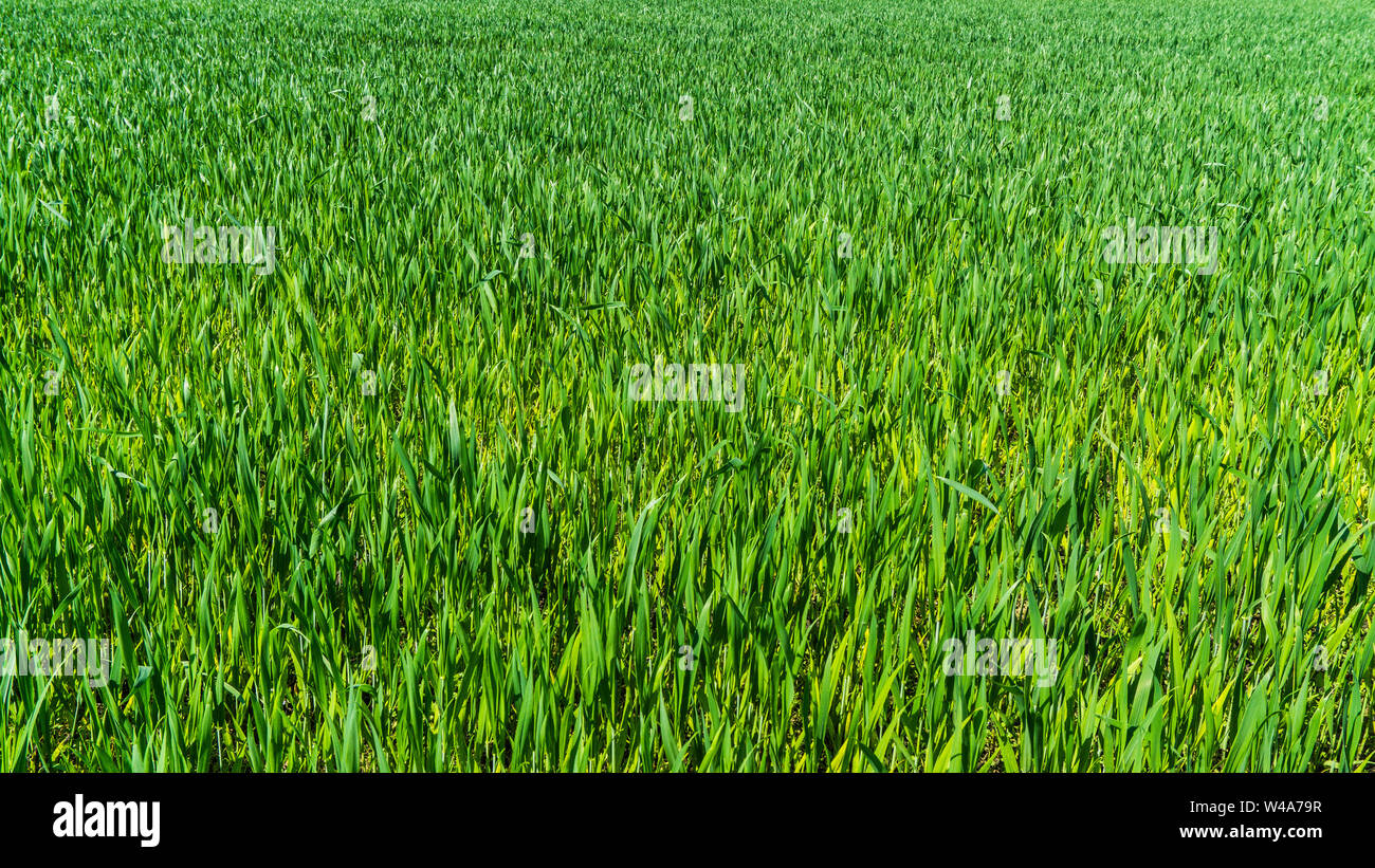 green field - background Stock Photo - Alamy