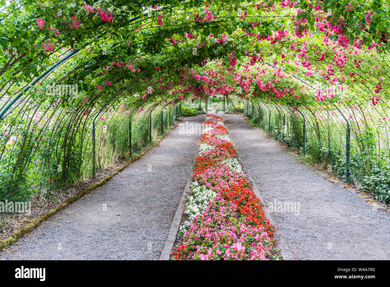 A rose arbor creates a tunnel at Point Defiance Park in Tacoma ...