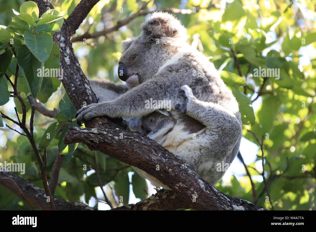 A baby koala and mother sitting in a gum tree on Magnetic Island ...
