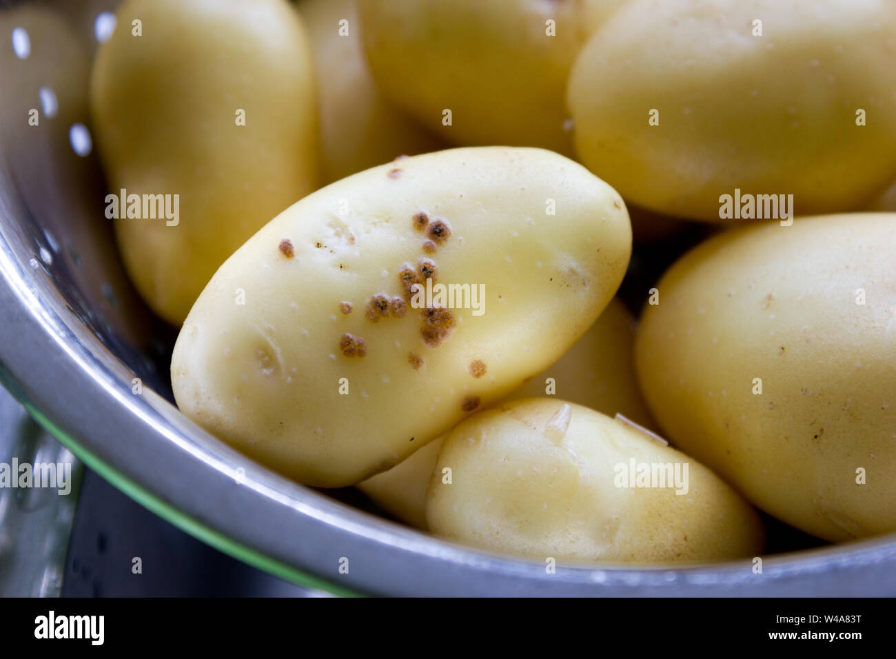 Freshly washed new potatoes in a drainer, showing some potato scab ...