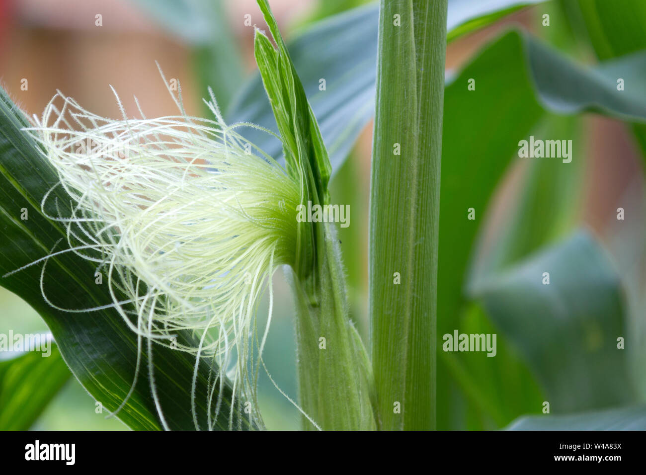 Sweetcorn plant hi-res stock photography and images - Alamy