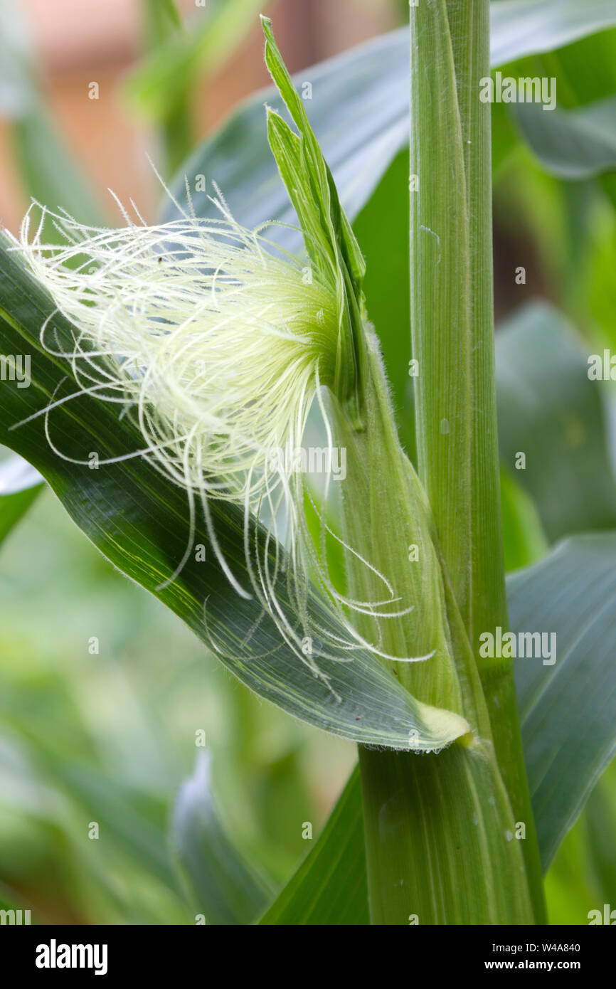 Tassles on the cob of a young sweetcorn plant Stock Photo - Alamy
