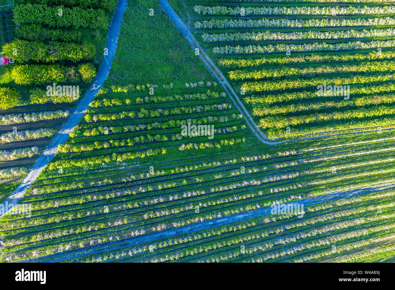 Apple farm near Lofthus at the Sörfjord, a branch of the Hardangerfjord ...