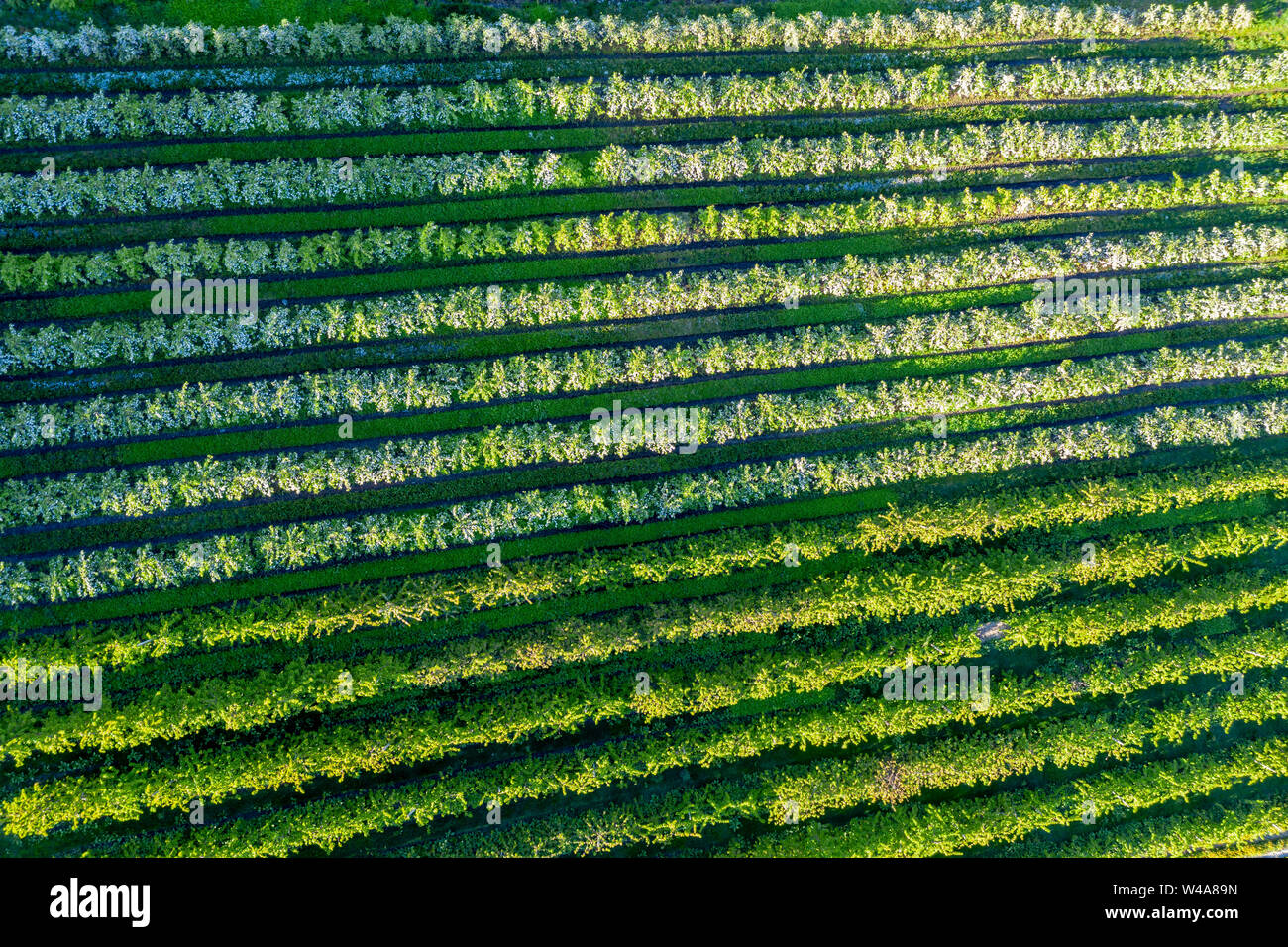 Apple farm near Lofthus at the Sörfjord, a branch of the Hardangerfjord ...