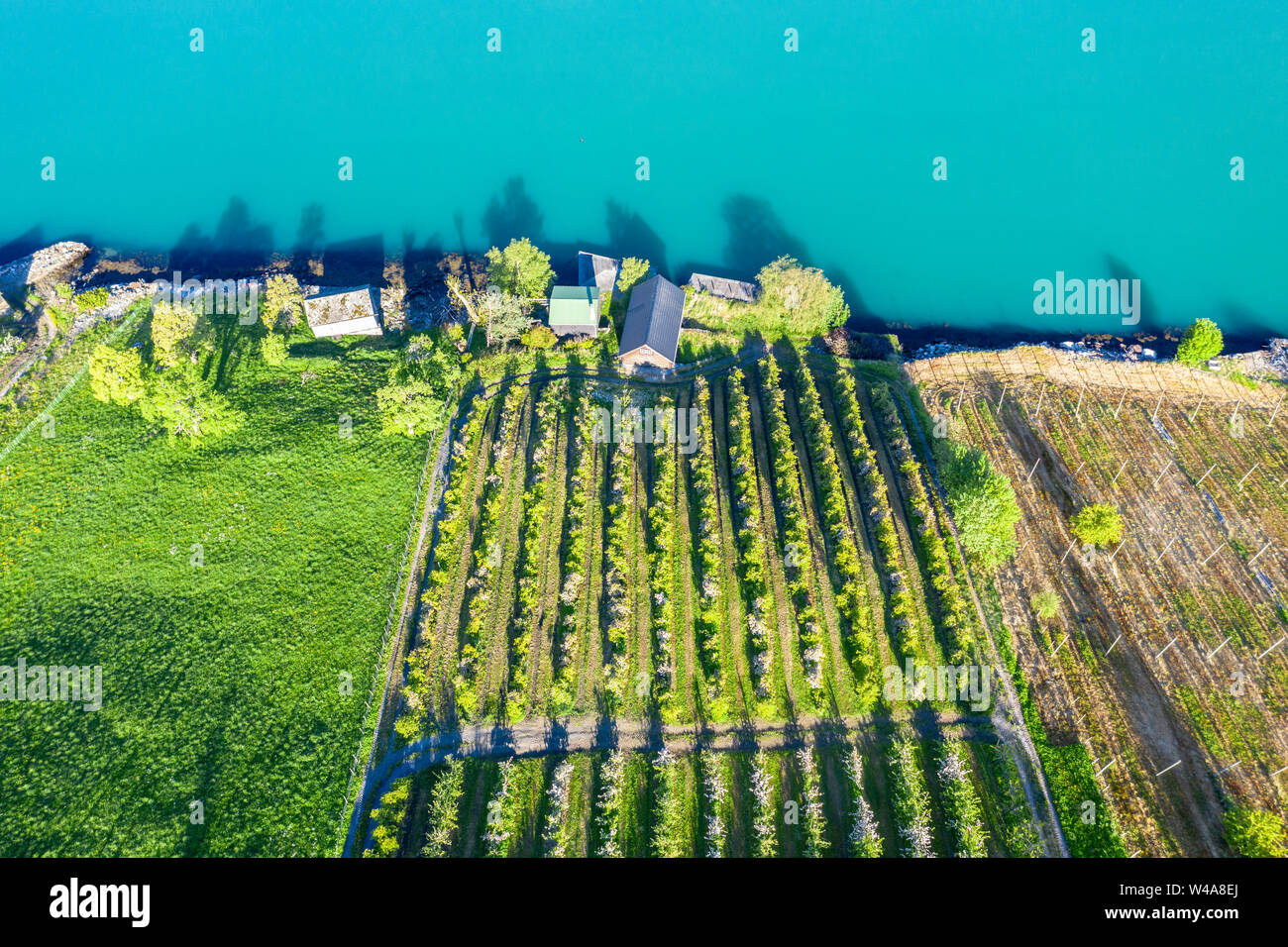 Apple trees in a row, apple farm near Lofthus at the Sörfjord, a branch ...