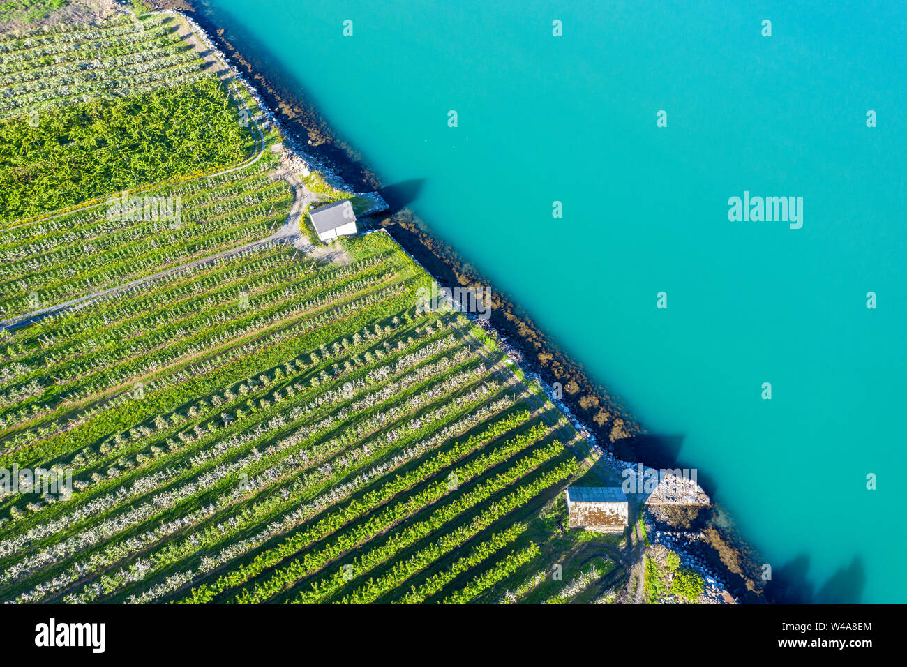 Apple trees in a row, apple farm near Lofthus at the Sörfjord, a branch ...