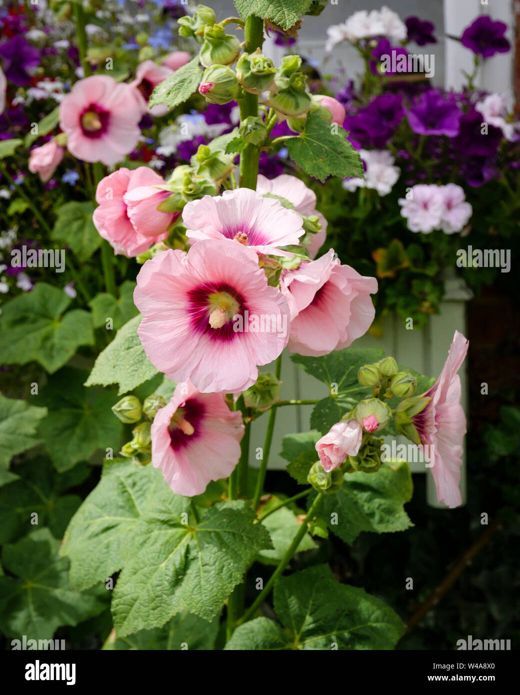 Pink hollyhocks hi-res stock photography and images - Alamy