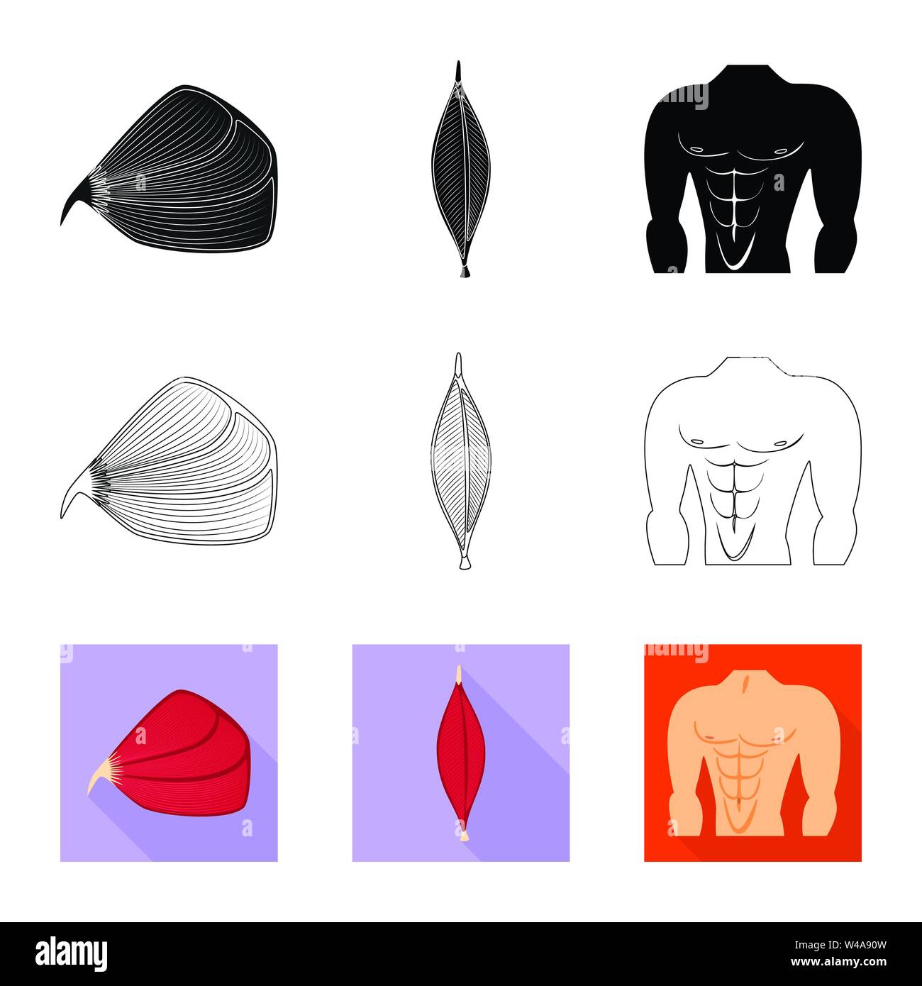 Vector illustration of fiber and muscular symbol. Collection of fiber ...