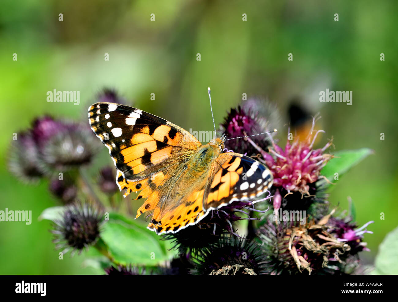 Composition with butterfly Stock Photo - Alamy