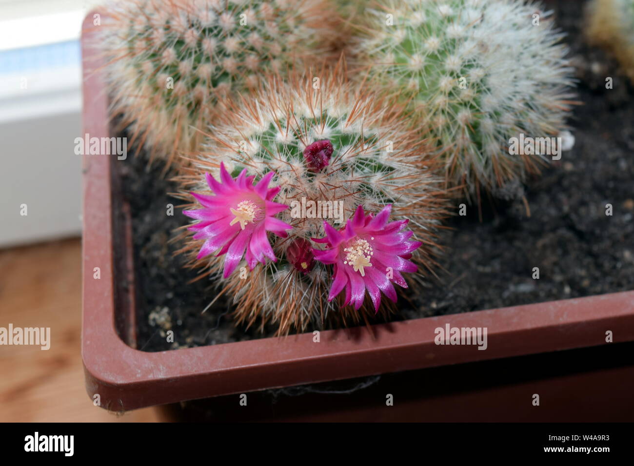 Flowering cactus in a pot Stock Photo - Alamy