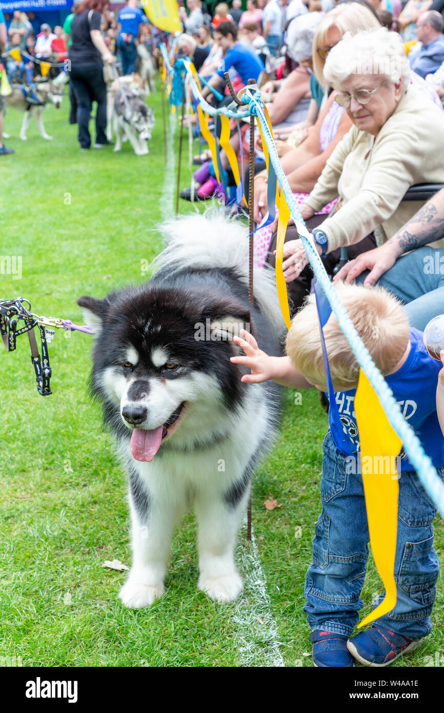 REACH sled dog rescue walk their animals around the main arena at the ...