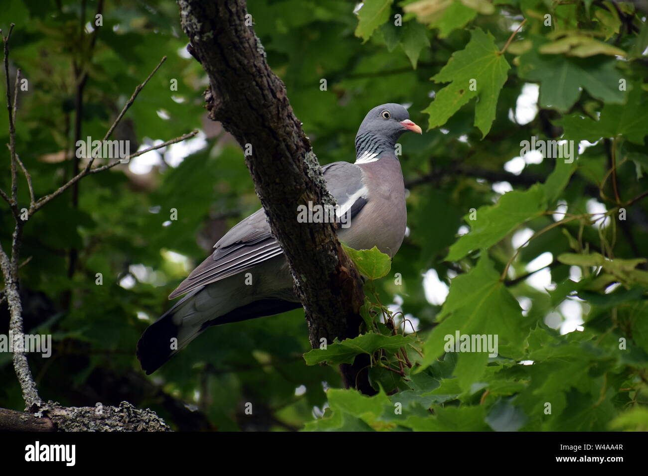 Common wood pigeon in maple tree Stock Photo - Alamy