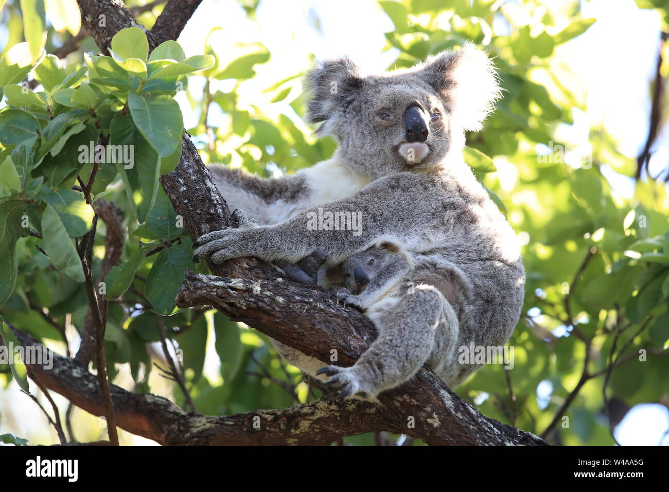 A baby koala and mother sitting in a gum tree on Magnetic Island ...