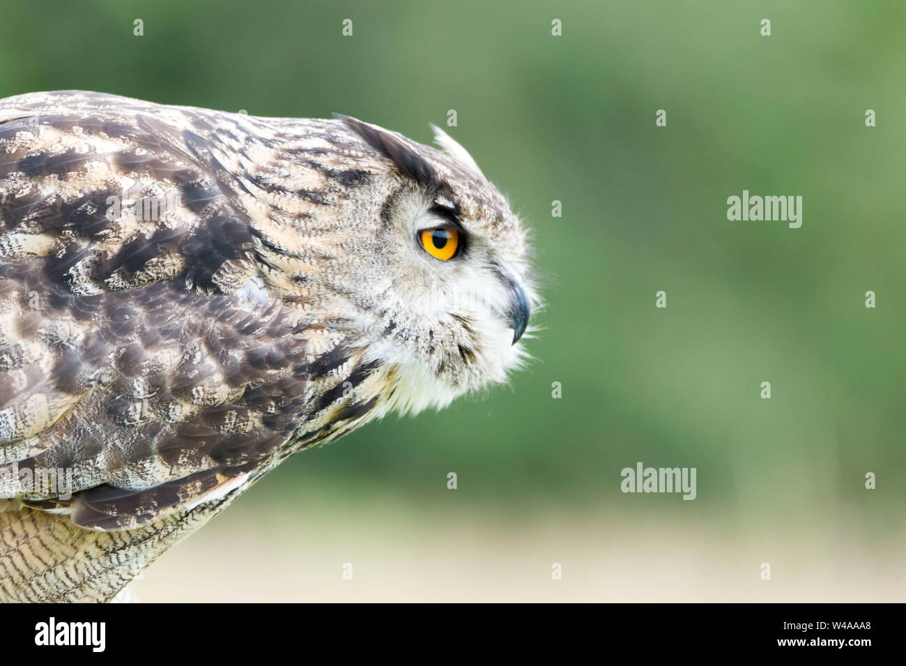 bird of prey, owl, falcon Stock Photo - Alamy