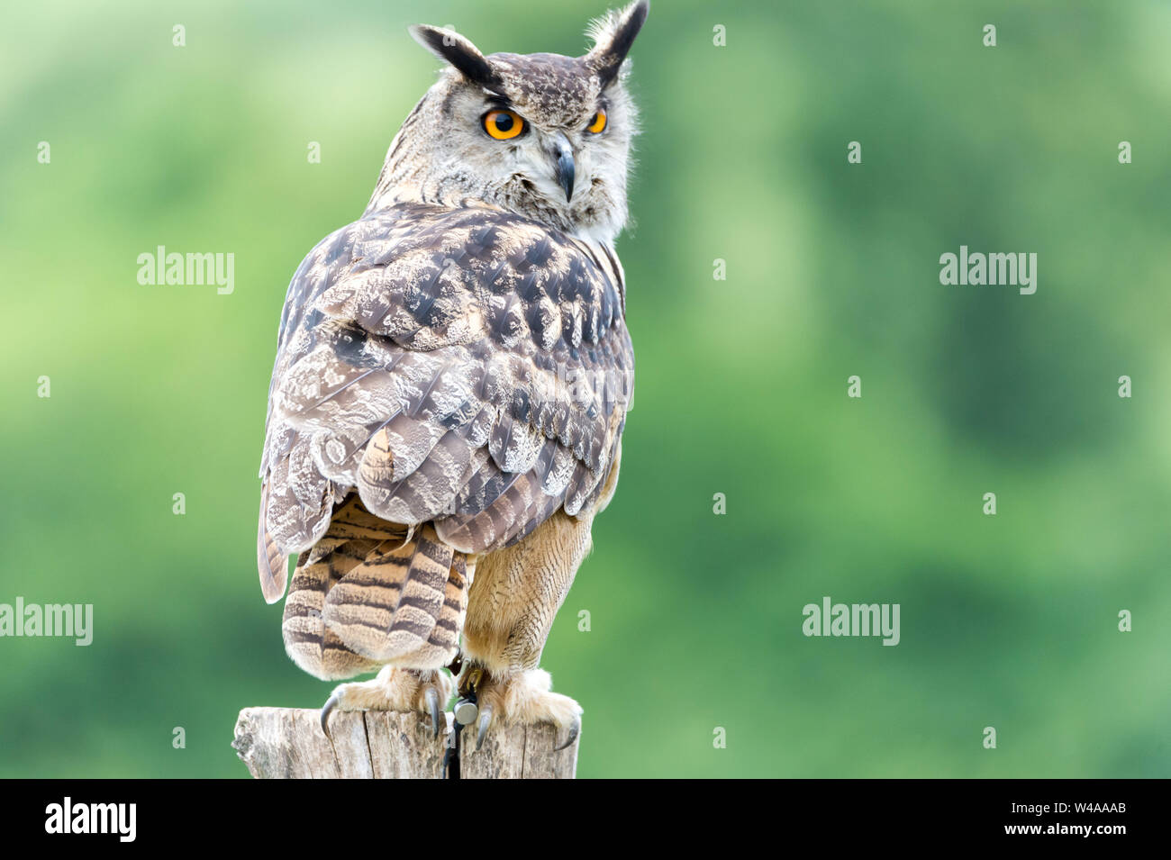 bird of prey, owl, falcon Stock Photo - Alamy