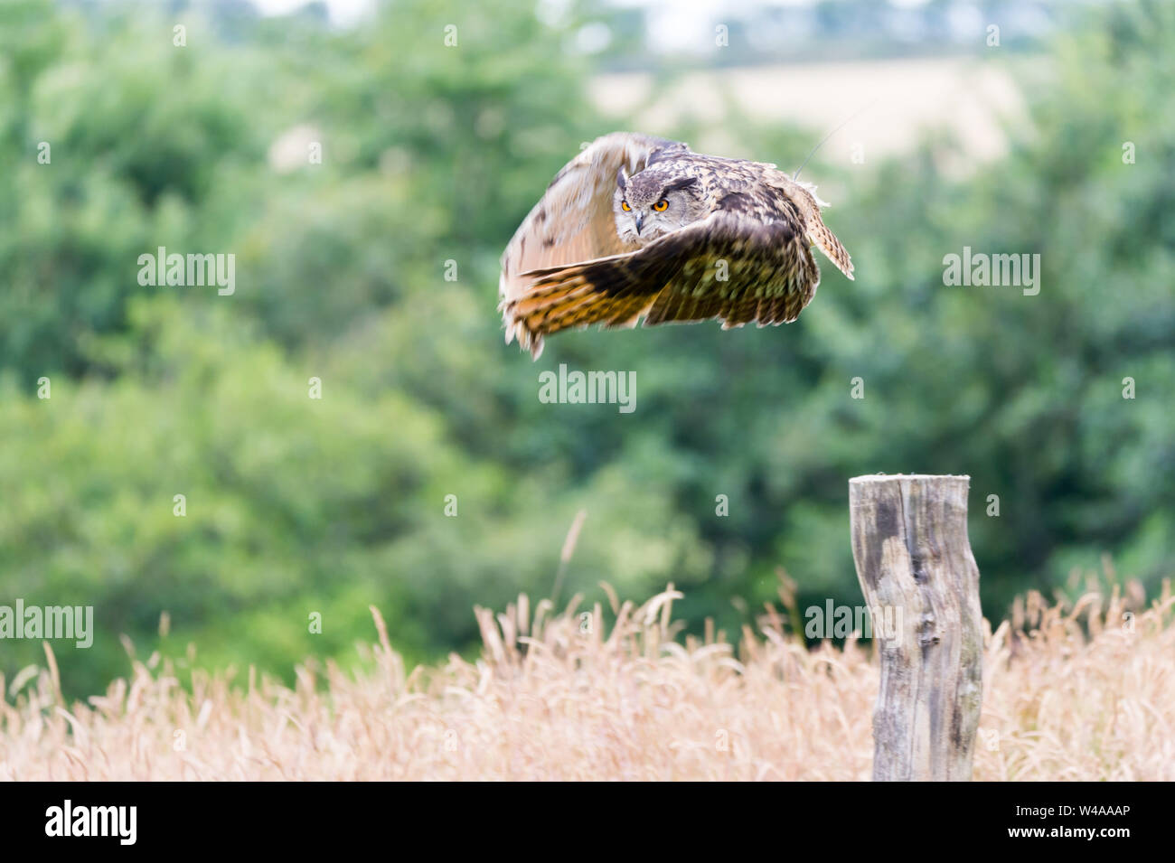 bird of prey, owl, falcon Stock Photo - Alamy