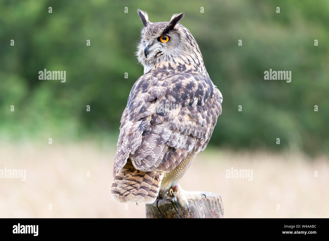 bird of prey, owl, falcon Stock Photo - Alamy