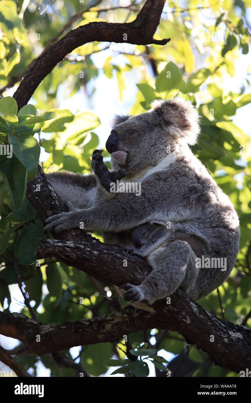 A baby koala and mother sitting in a gum tree on Magnetic Island ...