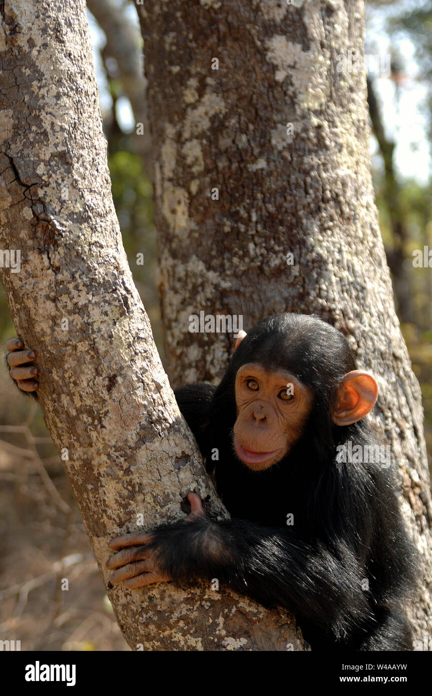 Prognathous hi-res stock photography and images - Alamy