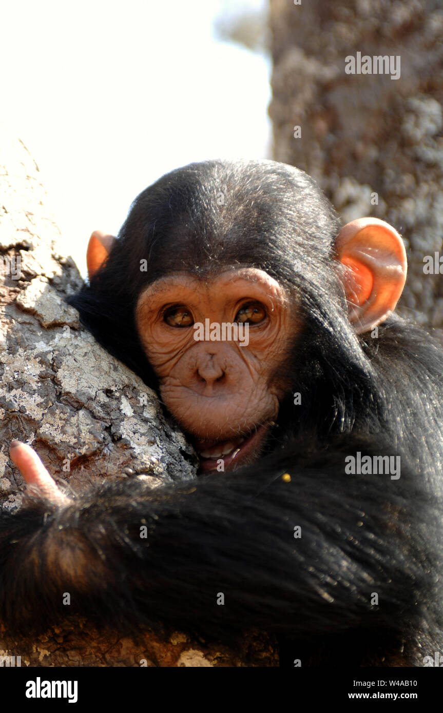 Prognathous High Resolution Stock Photography and Images - Alamy