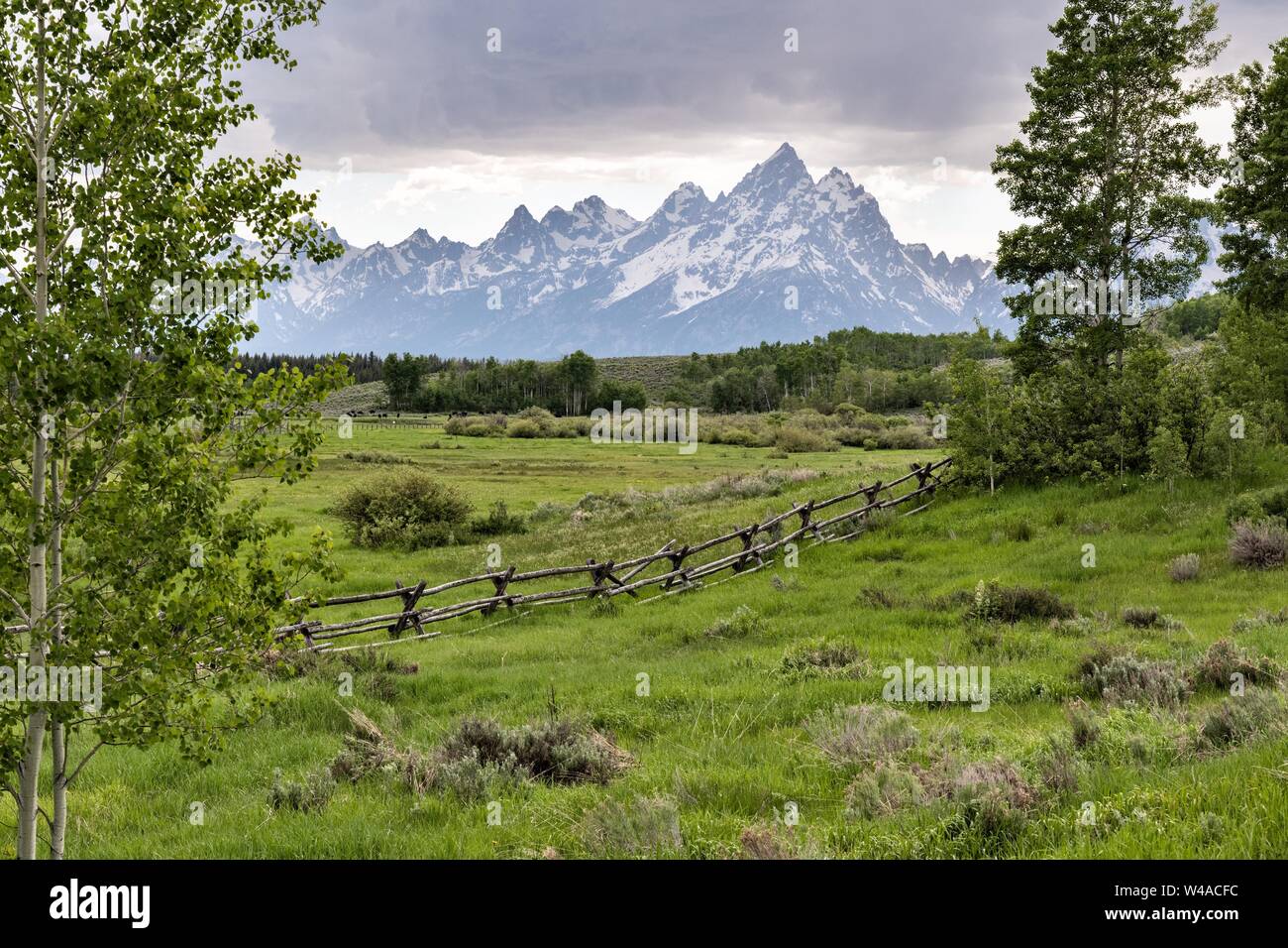 Moose head teton national park ranch hi-res stock photography and ...