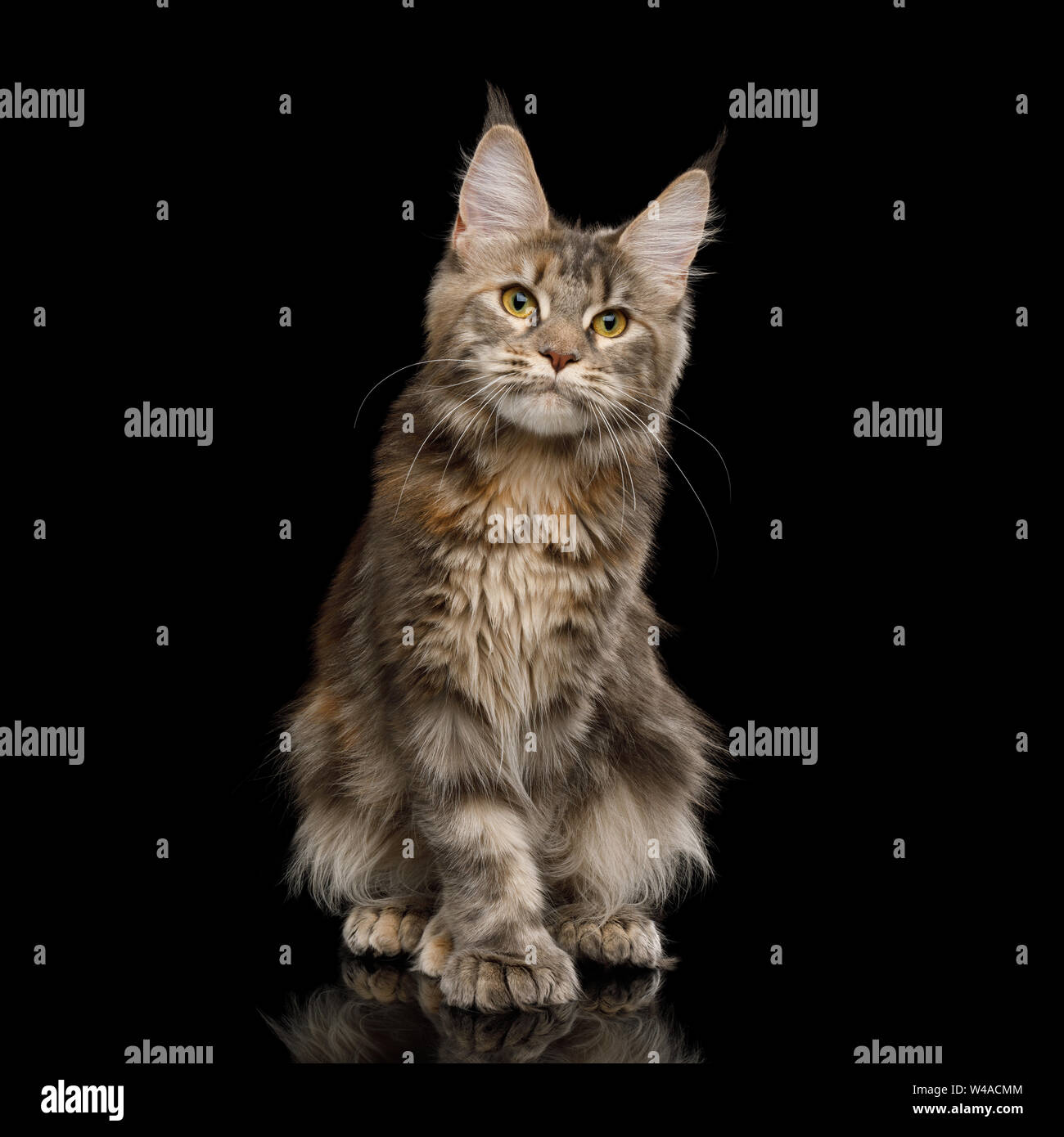 Tabby Red and Brown Maine Coon Cat Sitting with polydactyl paws on ...