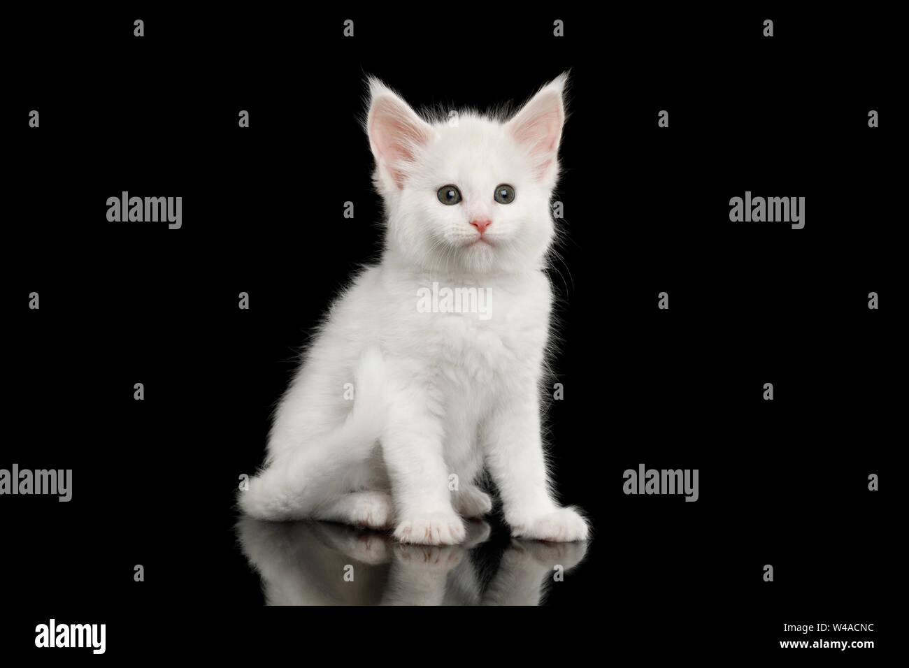Little White Maine Coon Kitten with huge chin Sitting on Isolated Black ...