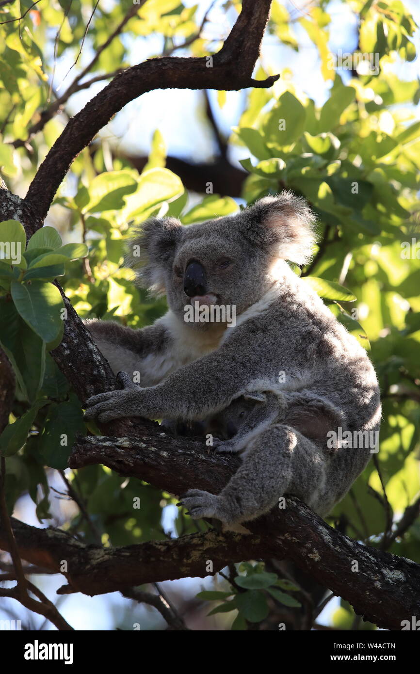 A baby koala and mother sitting in a gum tree on Magnetic Island ...