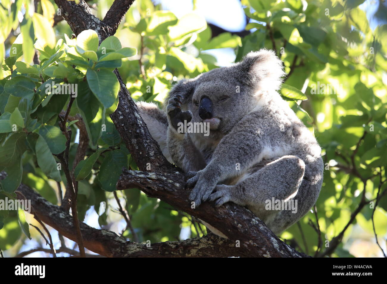 A baby koala and mother sitting in a gum tree on Magnetic Island ...