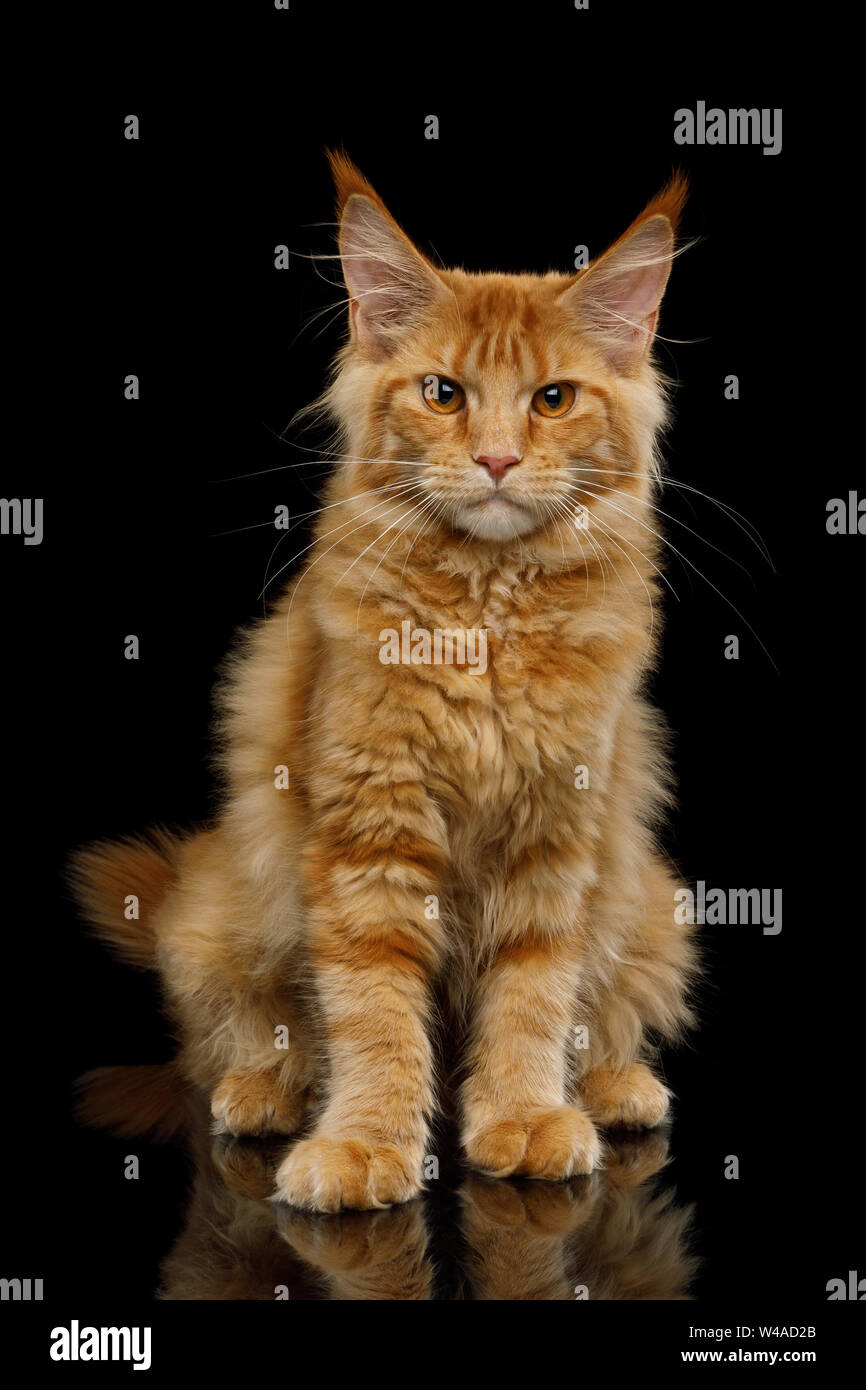 Angry Red Maine Coon Cat Sitting and Gazing Isolated on Black ...