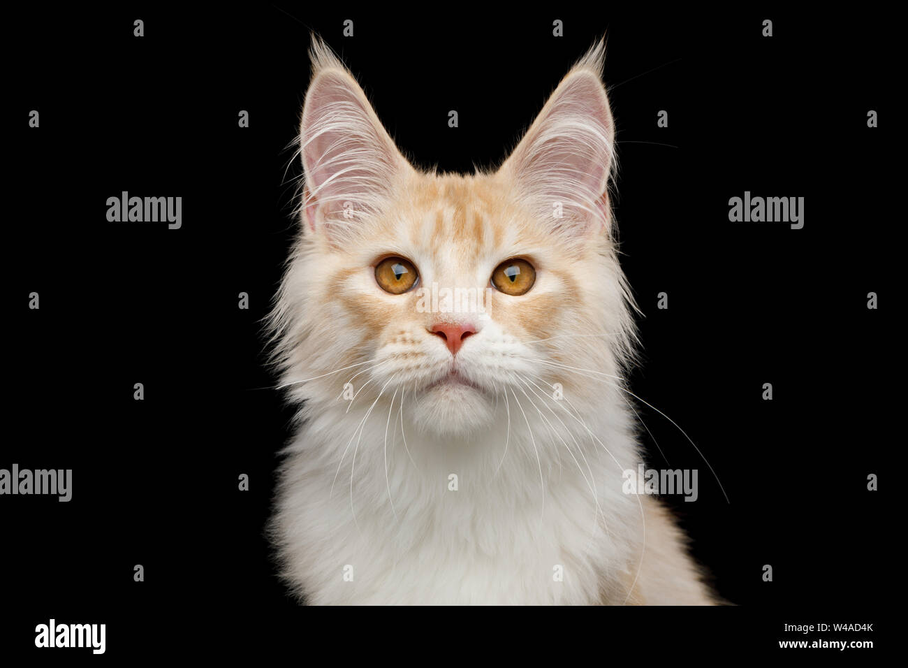 Adorable Portrait of Red Maine Coon Cat with big chin Isolated on Black ...