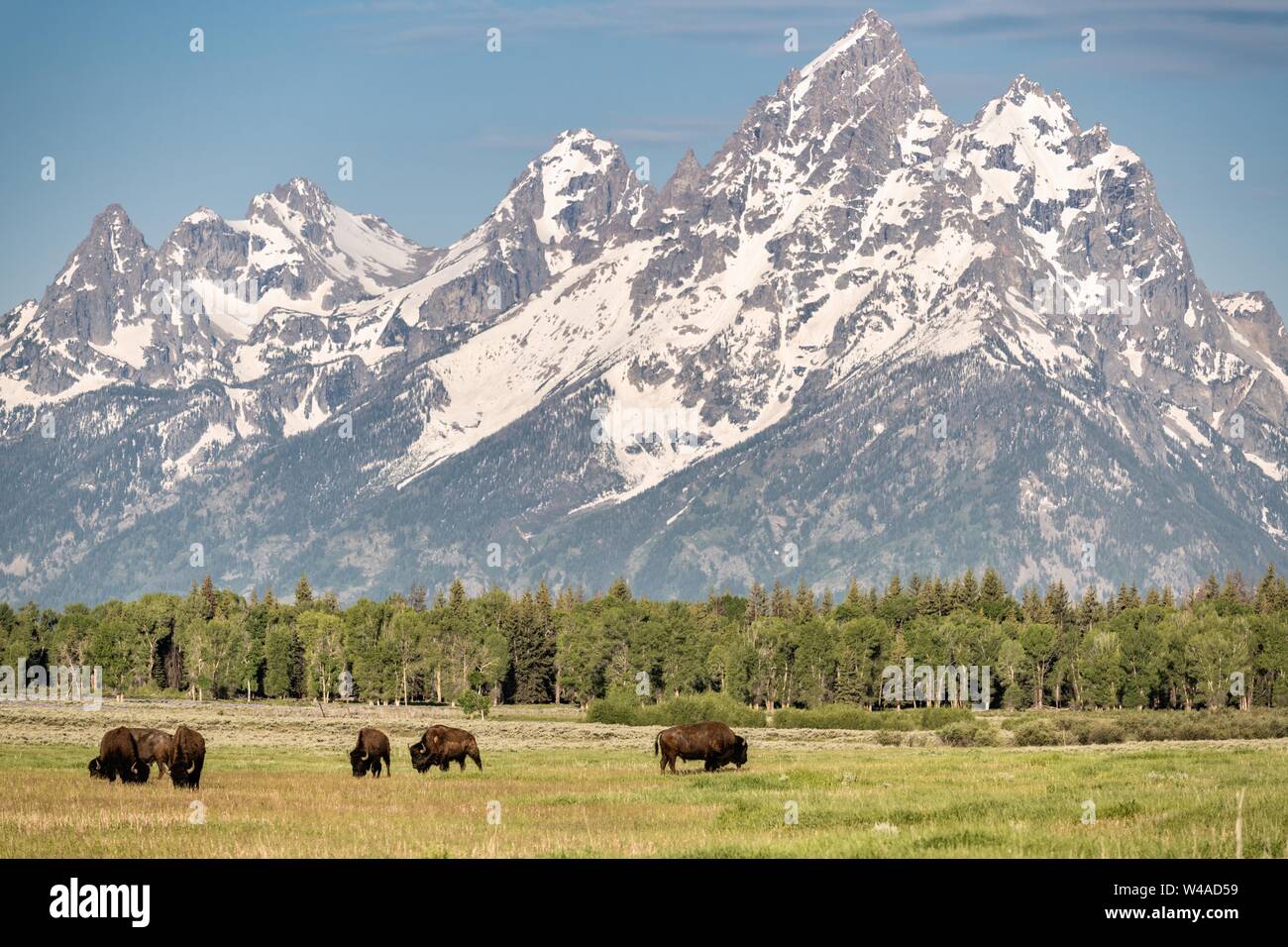 A herd of North American Bison graze in the grasslands along Elk Ranch ...