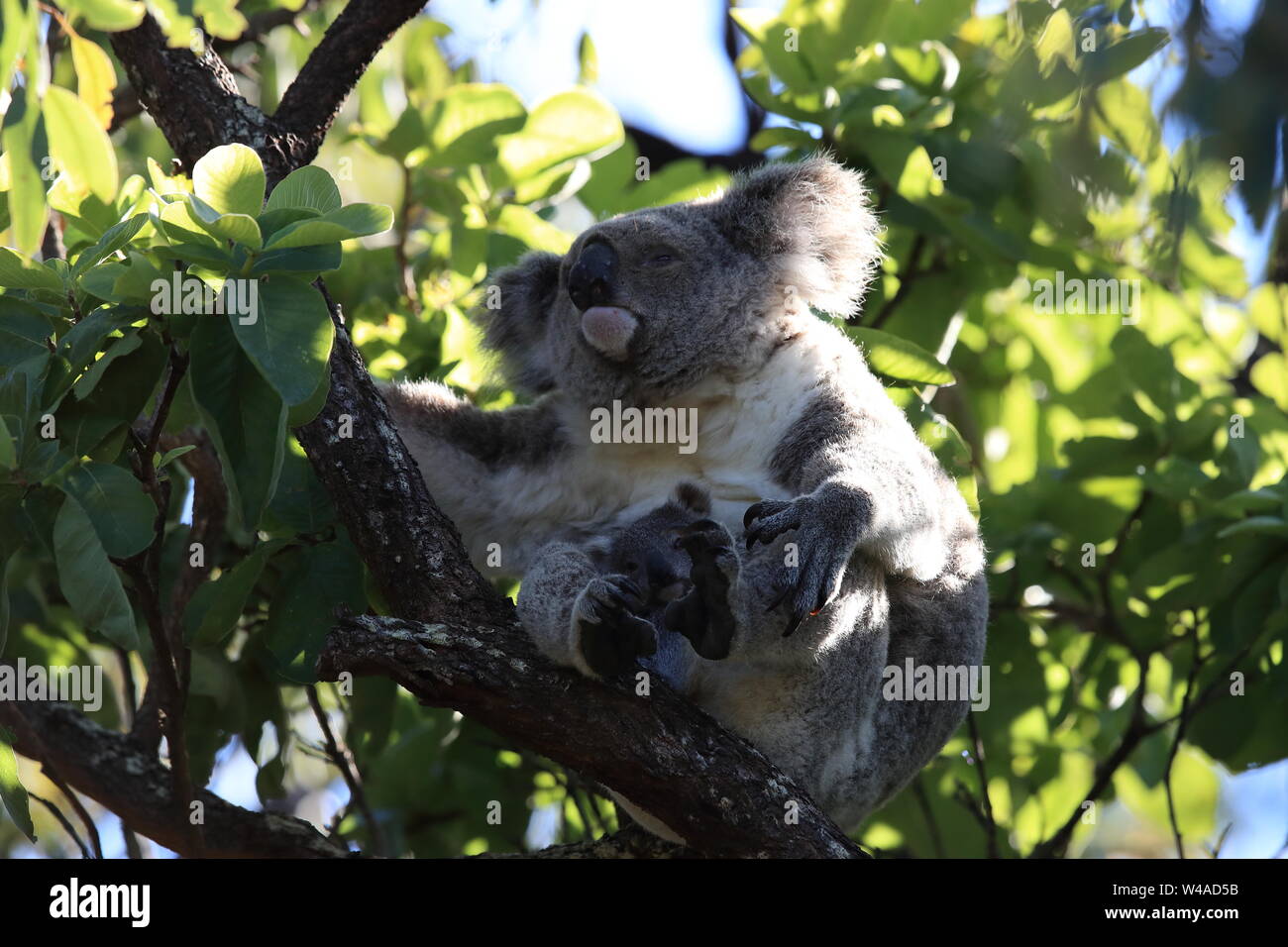 A baby koala and mother sitting in a gum tree on Magnetic Island ...